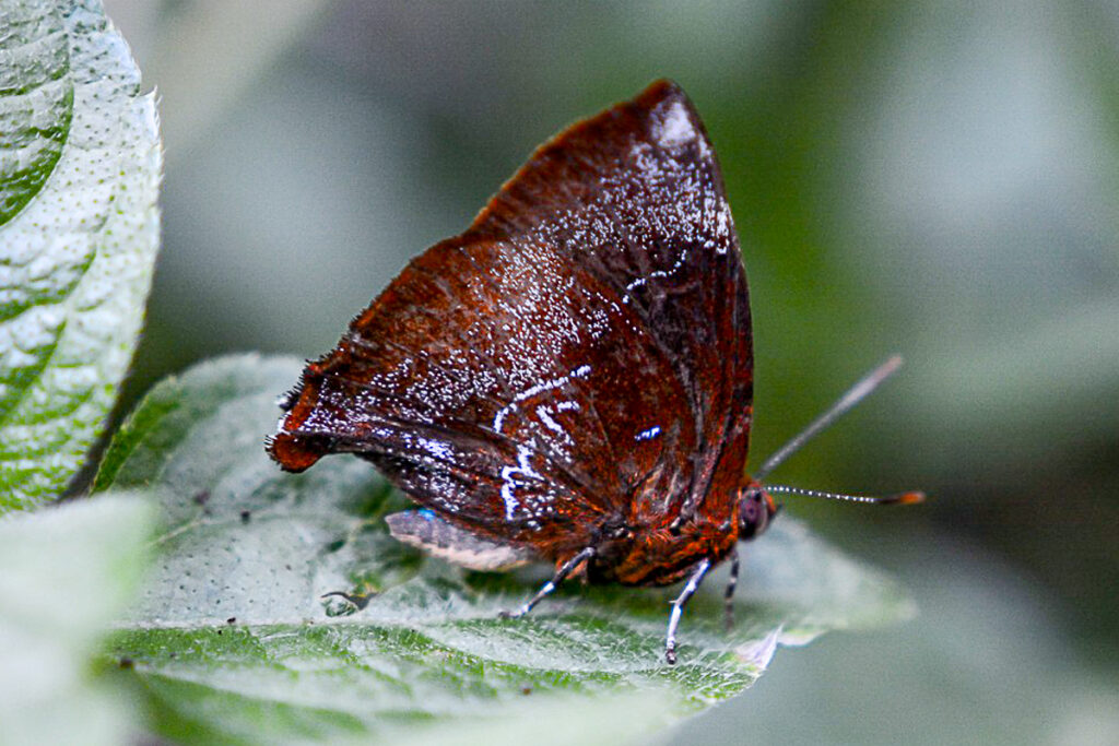 Mithras catrea (Hewitson, 1874) – Borboletas do Brasil